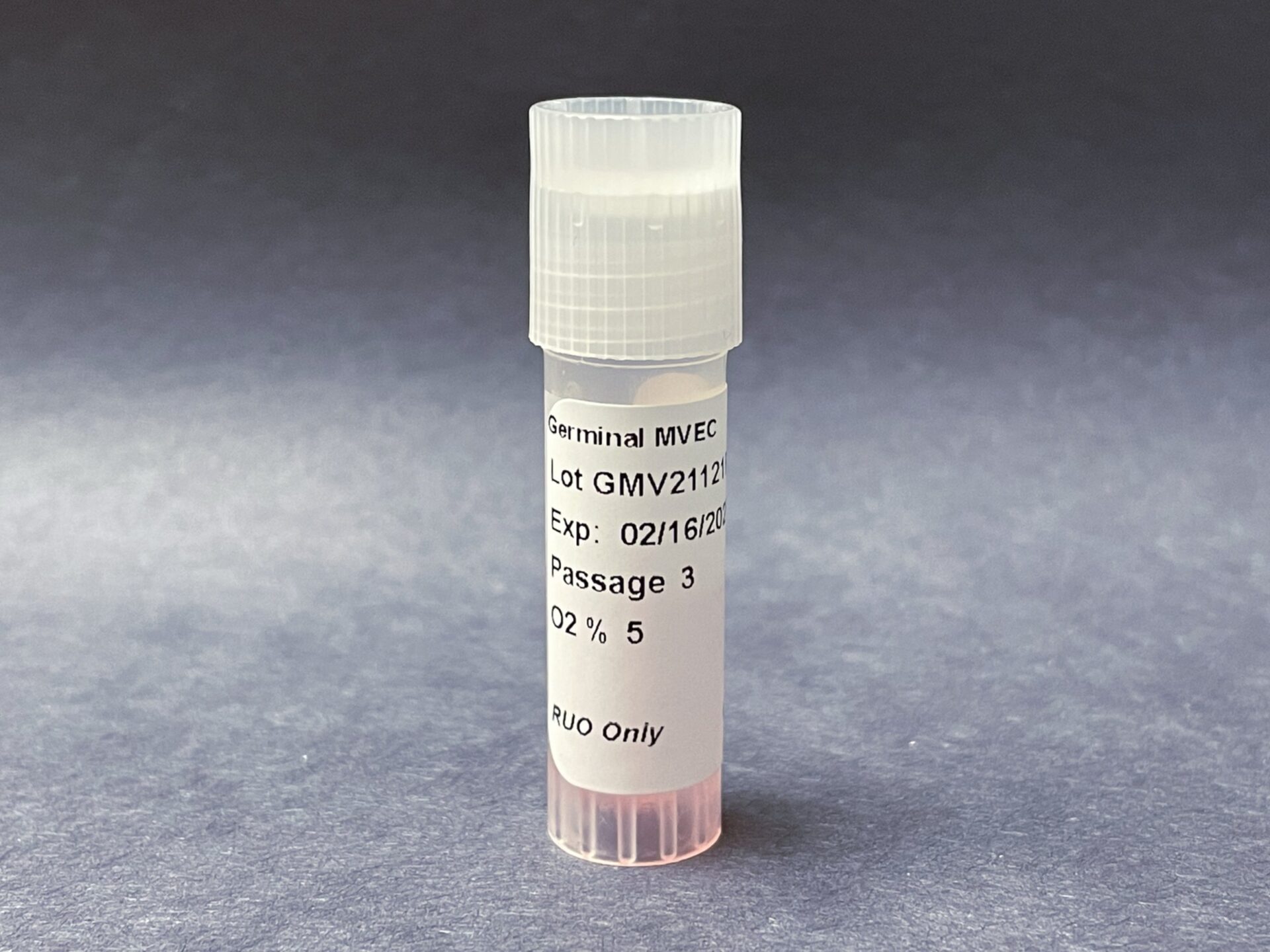 Placental MVEC, Microvascular Endothelial Cells - Amnion Foundation